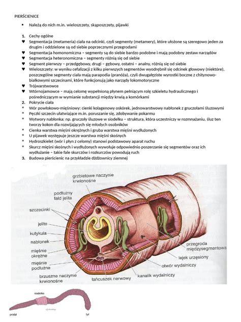 Pierścienice Pdf