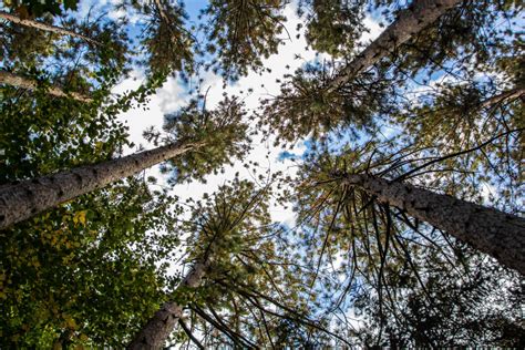 무료 이미지 나무 자연 숲 분기 햇빛 잎 꽃 트렁크 가을 식물학 플로라 가문비 삼림지 서식지 생태계 생체 우디 식물 육상 식물