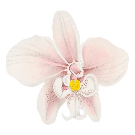 Розовая орхидея Png наклейка эстетическая цветочная иллюстрация на прозрачном фоне Премиум фото
