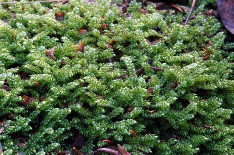 Bryophytes And Ferns Live Samples Flashcards Quizlet