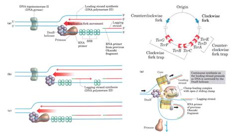 Prokaryotic Dna Replication Archives Biology Notes Online