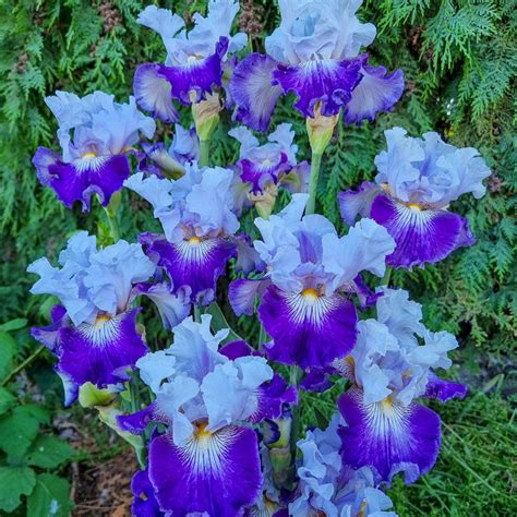 Off Topic Bearded Iris Brecks