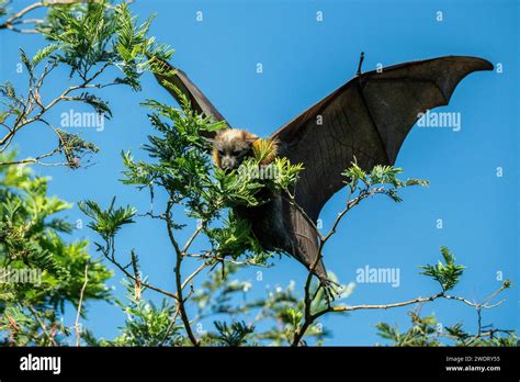 The Grey Headed Flying Fox Pteropus Poliocephalus Is A Megabat And
