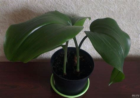 Комнатные цветы с широкими листьями 66 фото