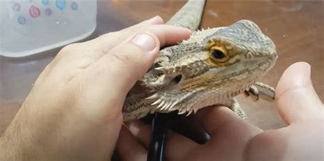 Can A Lizard Hear Reptileprofy