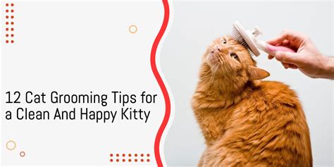 Ultimate Cat Grooming Checklist Cat Grooming Tips For A Clean And Happy Kitty Raise A Cat