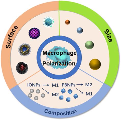 Internal Influence Factors Of Iron Based Nanoparticles Affecting Download Scientific Diagram