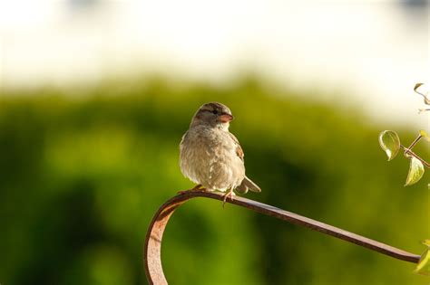 200 무료 Brown Sparrow And 참새 이미지 Pixabay
