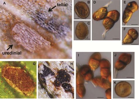 Morphology Of Two Corn Rust Fungi A F Puccinia Polysora A Telial Download Scientific