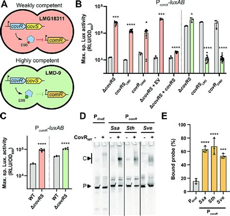 Distal Regulation Of Comr By Covrs In Salivarius Streptococci A Download Scientific Diagram