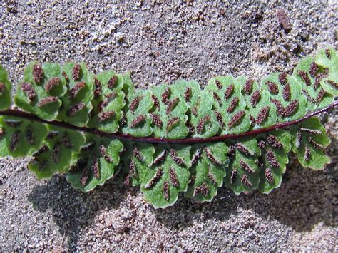 Asplenium Trichomanes Pachyrachis Earthpedia Plant