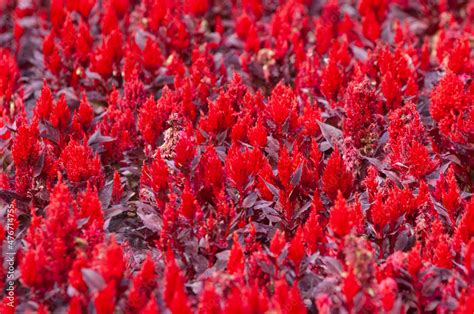 Amaranthus Collectively Known As Amaranth Is A Cosmopolitan Genus Of Annual Or Short Lived