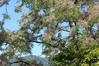 ウツギが開花 猪名川万葉植物園四季の写真