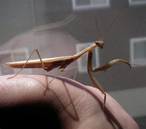 Praying Mantis 58 Photos Porn