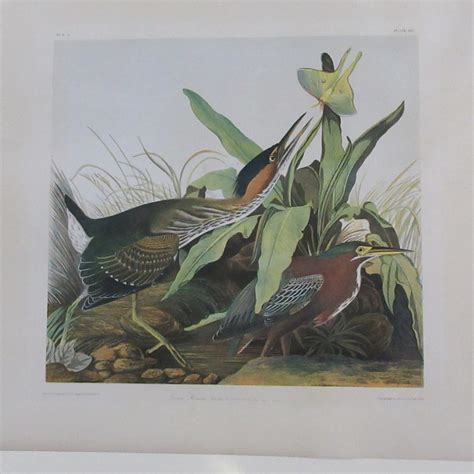 Collections Princeton Audubon Prints
