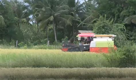 កសិករខេត្តកំពតសប្បាយចិត្តដោយទិន្នផលស្រូវខ្ពស់ដែលទទួលបាន១ហិចតា៦តោនឯណោះ