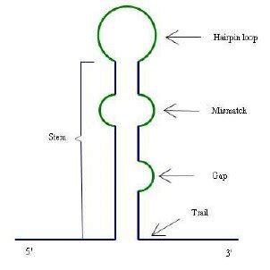 The Structure Of Stem And Loop Download Scientific Diagram