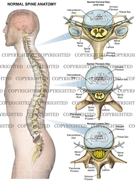 Thecal Sac Anatomy Lumbar Disc Anatomy Normal Axial View Stock