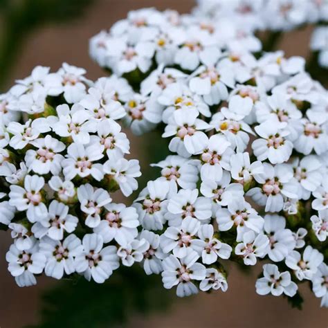 Yarrow Meaning And Symbolism Flowersluxe Flowersluxe