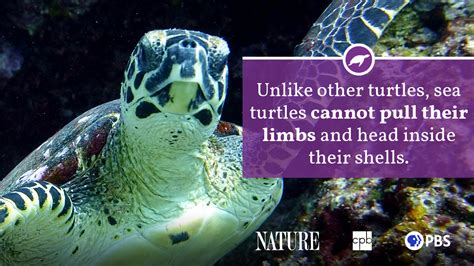 21 Interesting Sea Turtle Facts That You May Not Know Interesting