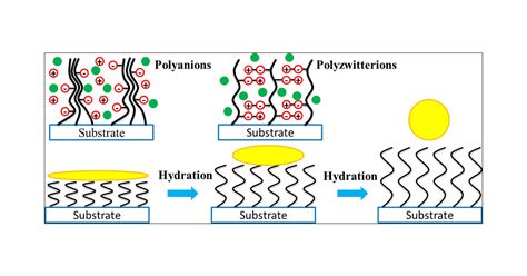 Effect Of The Self Assembled Structures Of Hydrated Polyzwitterionic And Polyanionic Brushes On