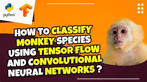 Step By Step Guide Monkey Species Classification With Cnn Part 2