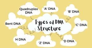 Types Of DNA Structure Vigyan Sarovar