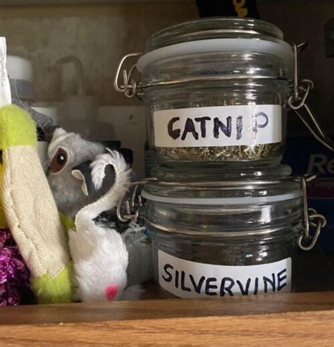 Silvervine Vs Catnip Which One Wins My Cats Real Reaction