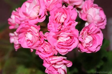 Swanland Pink, фото и описание,