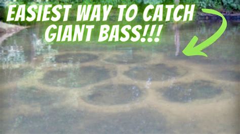 How To Find Bass Spawning Beds At Lawrence Henry Blog