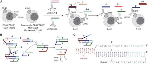Design Considerations For Automata Operating On Cell Surfaces A Download Scientific Diagram