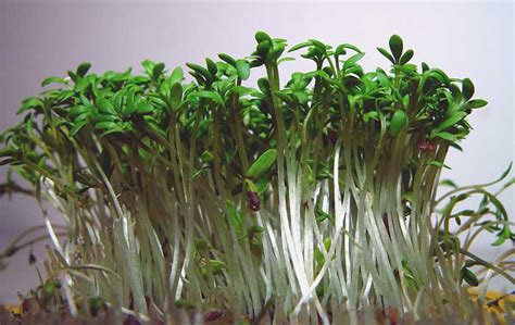 Lepidium sativum (Garden cress)
