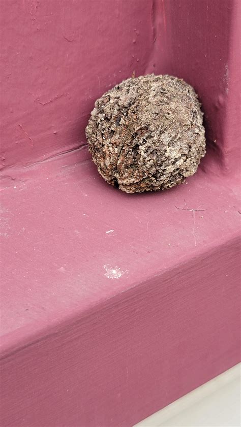 What Is This On My Window Sil R Whatisthis