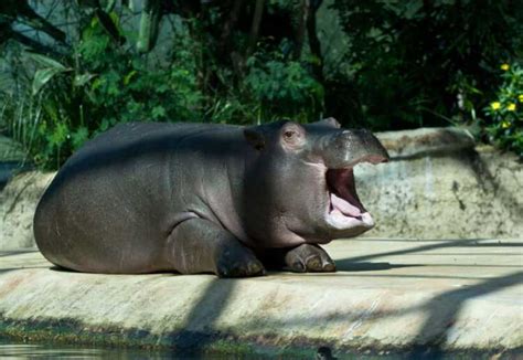 Бегемот (лат. Hippopotamus amphibius): фото, описание, питание ...