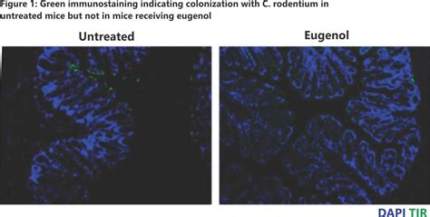 A New Lens For Phytogenics Harnessing The Power Of Plants Benison Media