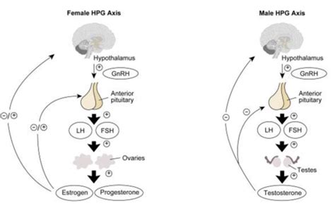 Sex And The Brain Ch 17 Flashcards Quizlet