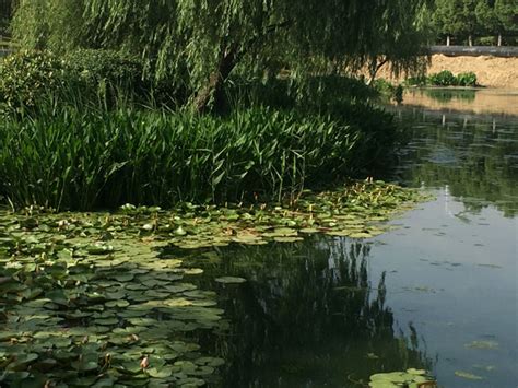 栖息地保护与修复 水利部中国科学院水工程生态研究所