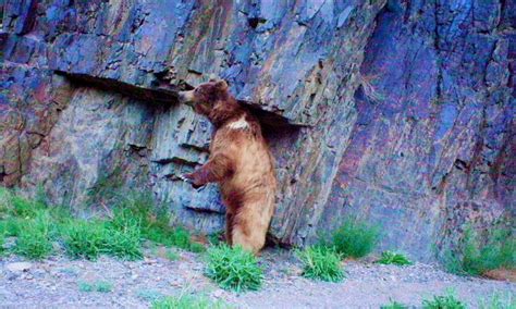 Говийн мазаалай баавгайг Монголын үндэсний бахархалт амьтан болгоно