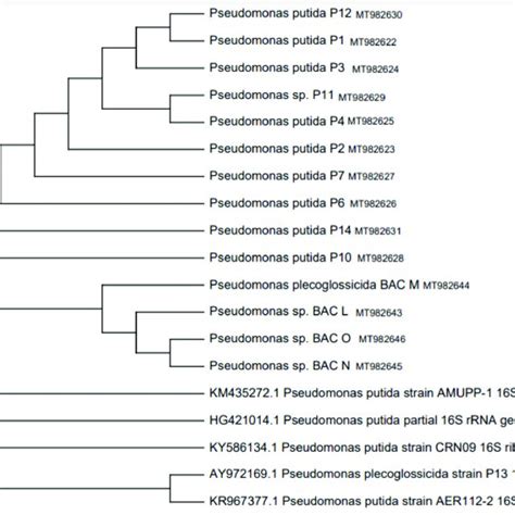 Phylogenetic Tree Built According To The Maximum Likelihood Method Download Scientific Diagram