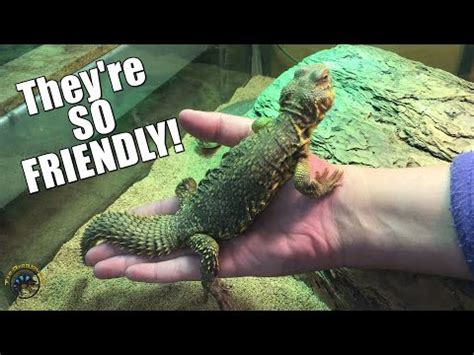 Can Uromastyx Be Handled And Tamed Reptile Craze