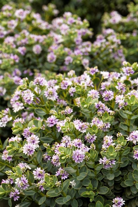 Front Of Border Plant Gibby Hebe Monrovia Gibby Hebe Backyard