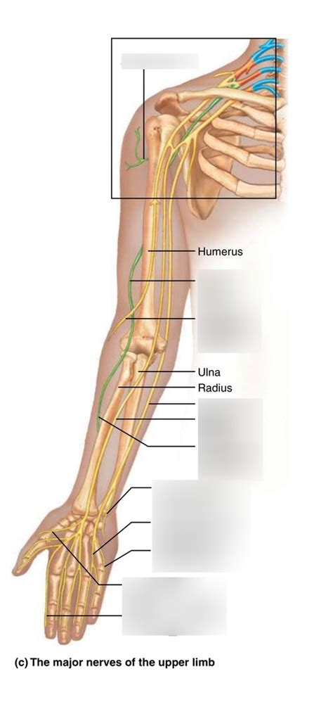Major Nerves Of Upper Limb Diagram Quizlet