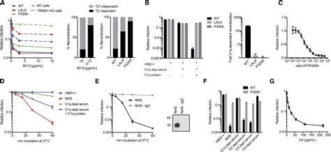 Complement C4 Prevents Viral Infection Through Capsid Inactivation