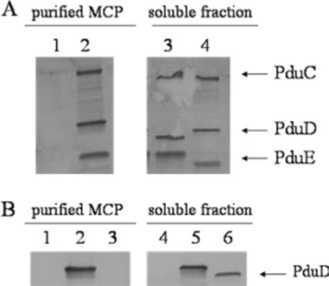 Effect Of Short N Terminal Deletions On The Localization Of Diol