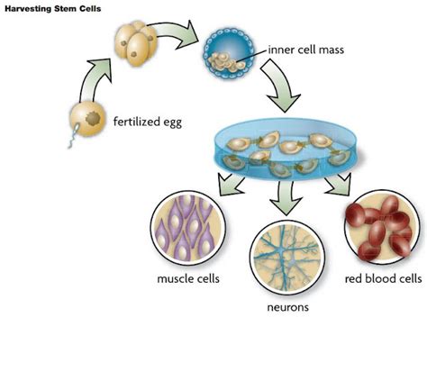 Mrs Cruzs Biology Class Chapter 5 Cell Growth And Division