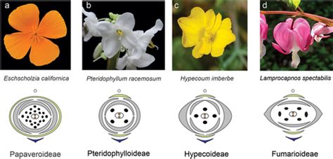Full Article Floral Morphology And Development Of Pteridophyllum