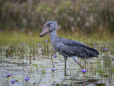 Where Do Shoebill Storks Live Habitat Distribution Bird Fact