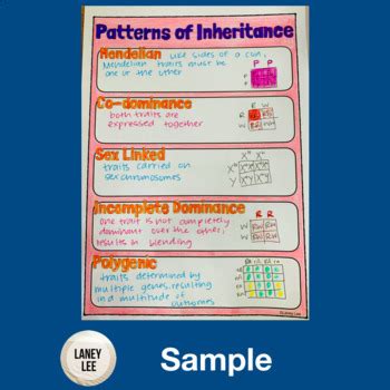 Inheritance Patterns One Pager By Laney Lee Teachers Pay Teachers