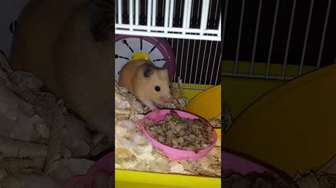 ზაზუნა ზუზუ გალიიდან გარბის Youtube