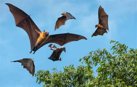 Biodiversity Net Gain And Its Impact On Bat Species